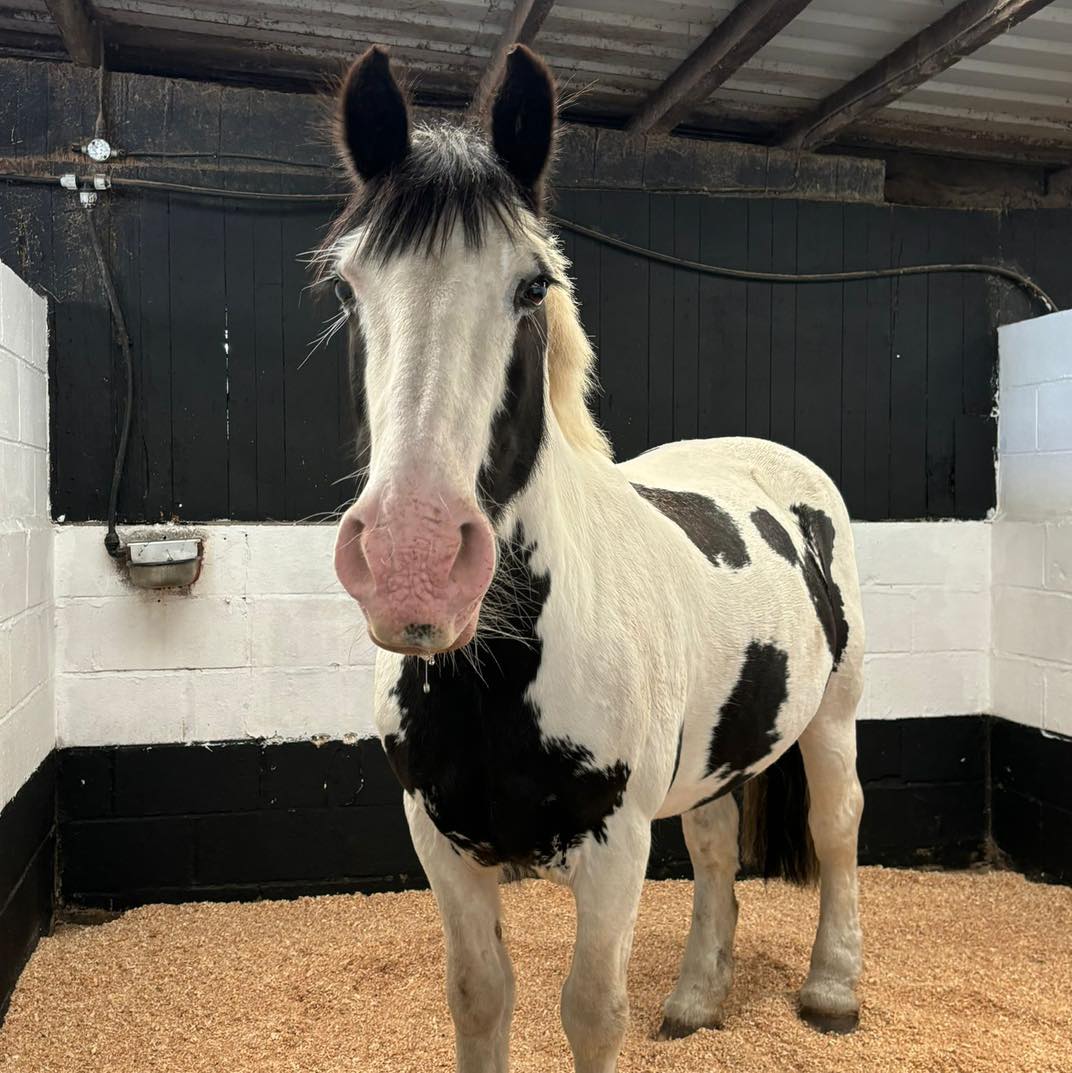 Ryders Farm Equestrian Centre | Bolton, Greater Manchester